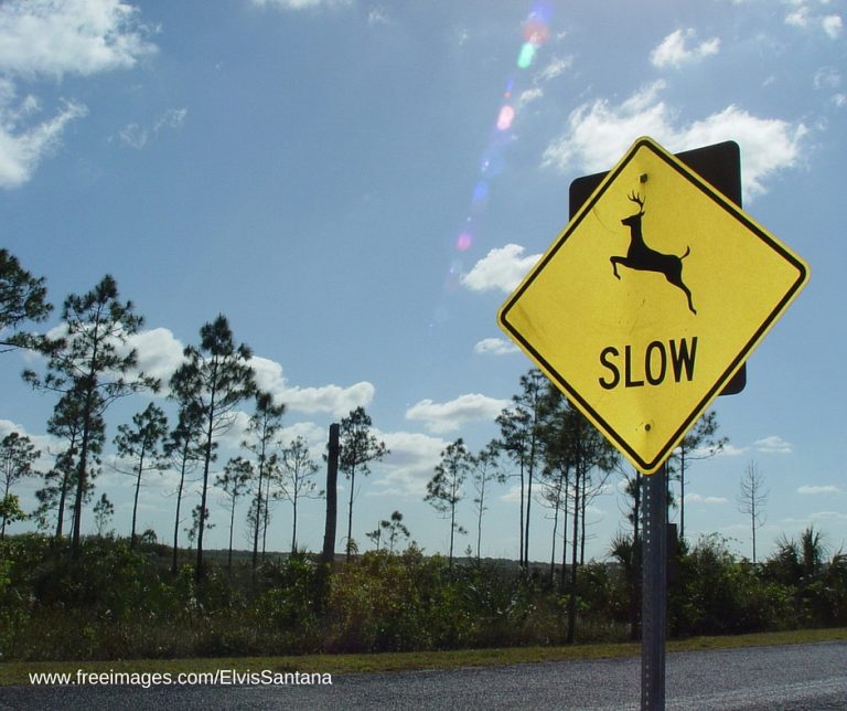 Avoid Animal-Vehicle Collisions